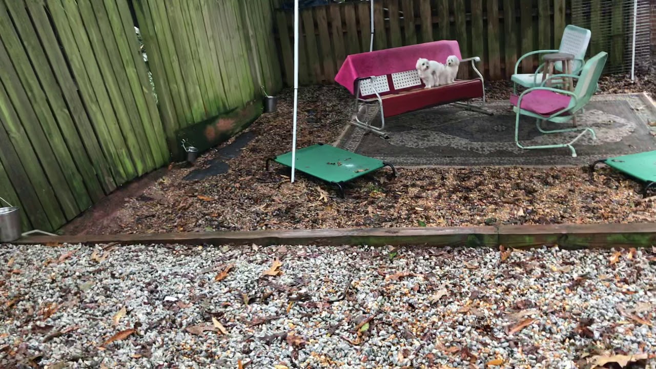 11/2 Maddie Syrah Ash Lainey Bruce Heike Sharky Cassie Salvador Tisha ...