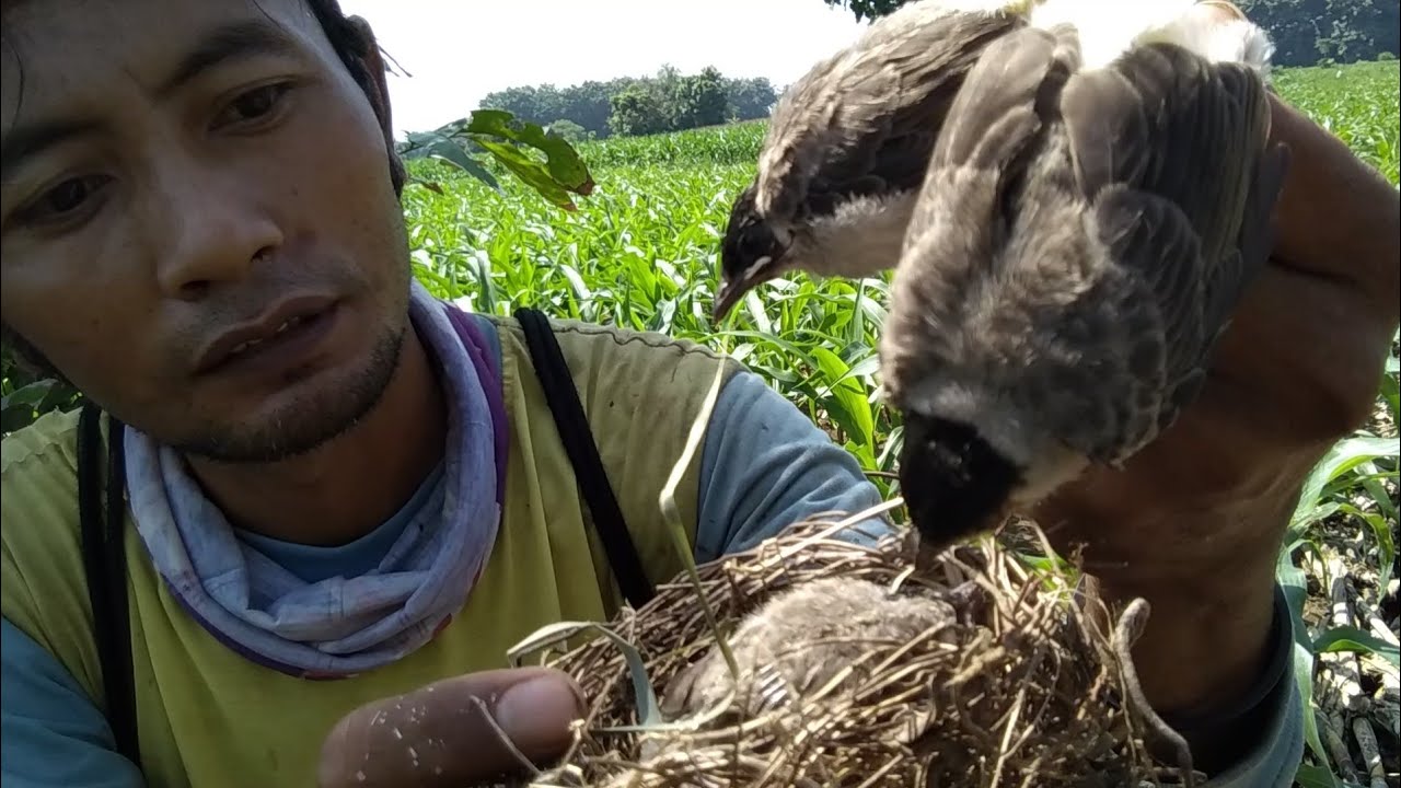 panen anak burung kutilang - YouTube