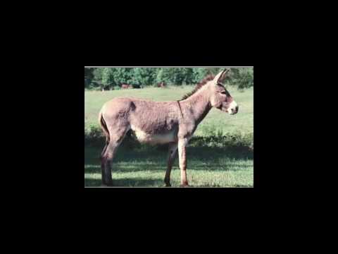 Eşşek Sütü Reklamı [EKİNOS]