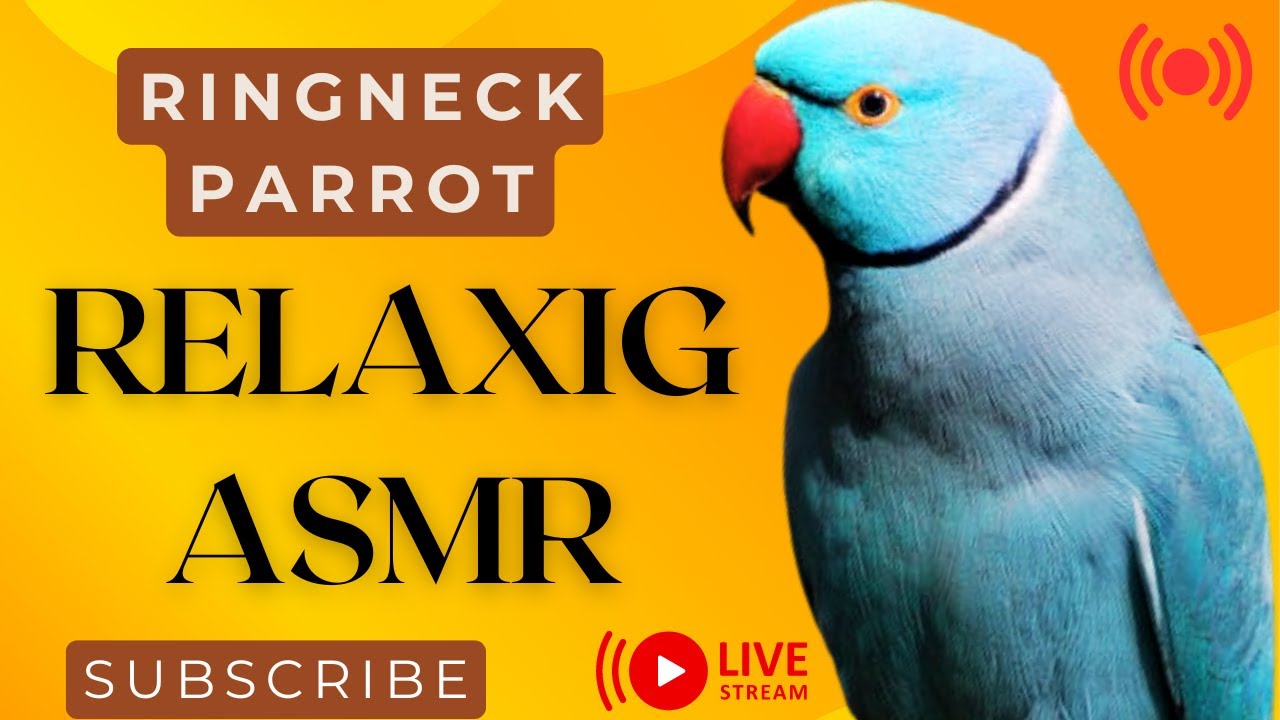 Gentle Sounds from a Calm Ringneck Parrot – Relaxing ASMR - YouTube
