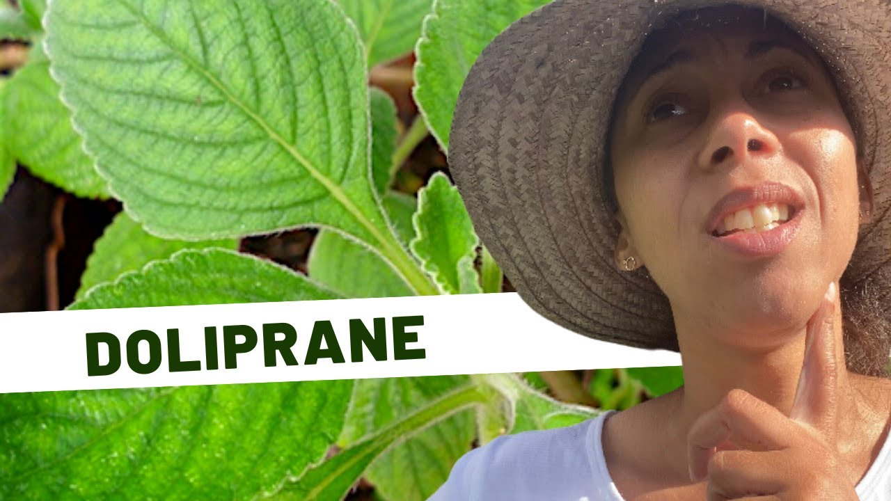 🌱Guide complet sur le Plectranthus barbatus (Doliprane) - YouTube