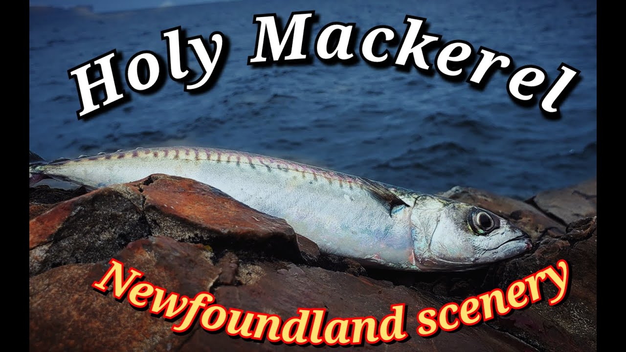 Holy Mackerel - YouTube