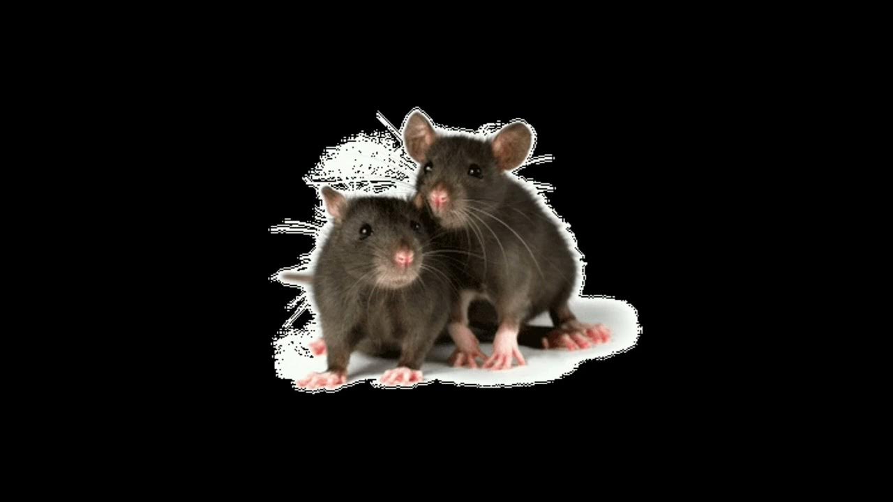 La vida de la Rata filips (leer descripsion) - YouTube