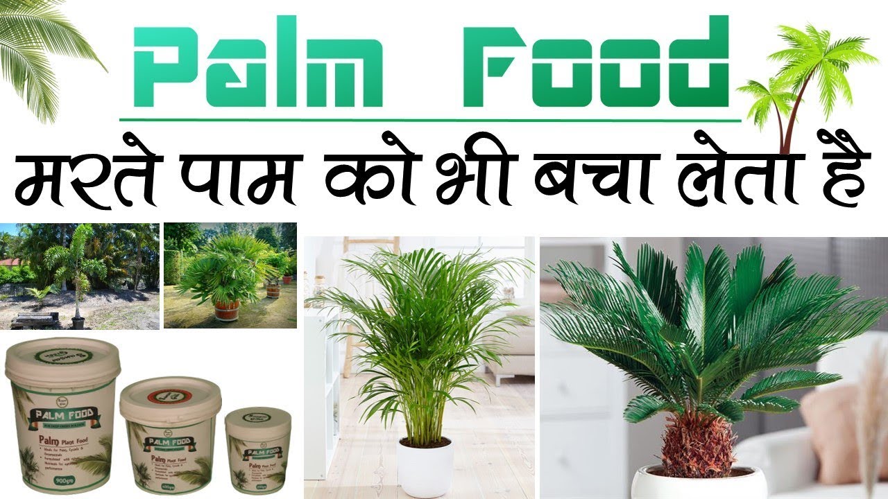 सभी तरह के पाम के लिए पाम फ़ूड मिक्सचर Palm Food Mixture For All Types ...