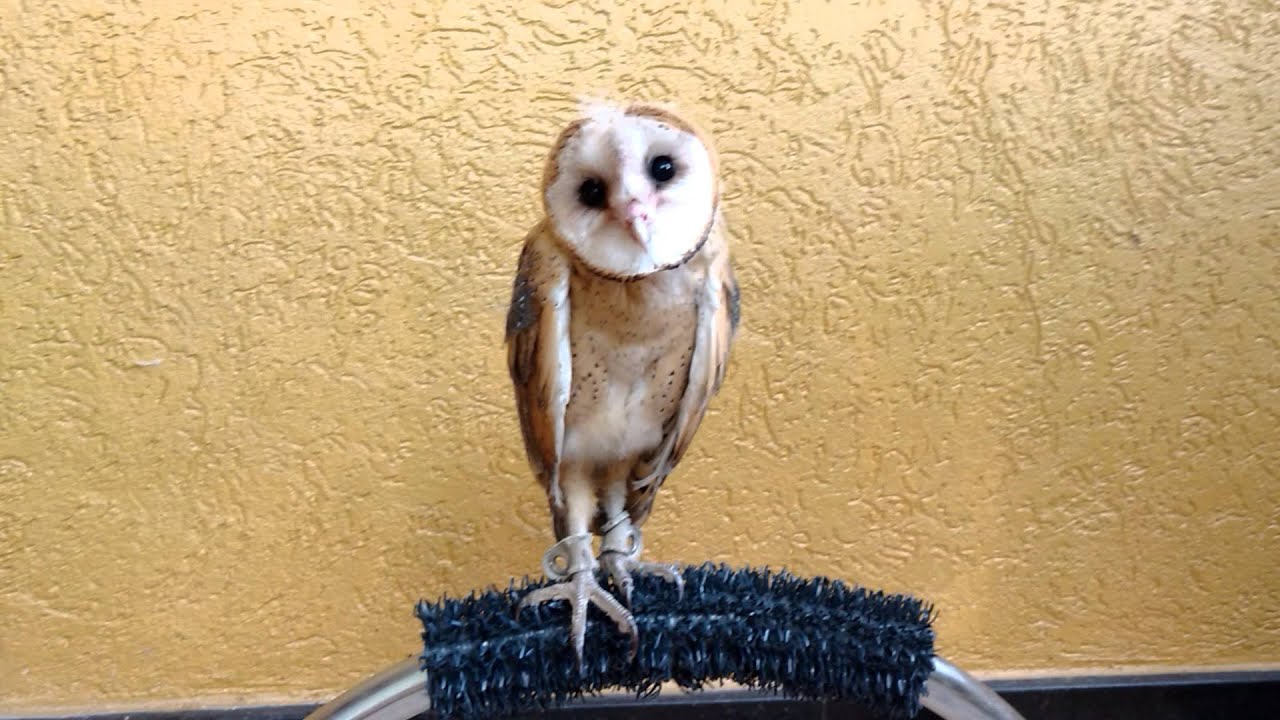 Primeiro dia no poleiro - YouTube