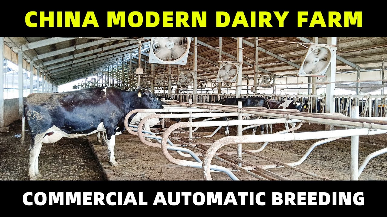 Modern Dairy Farm in china | Dairy cow automatic breeding system ...