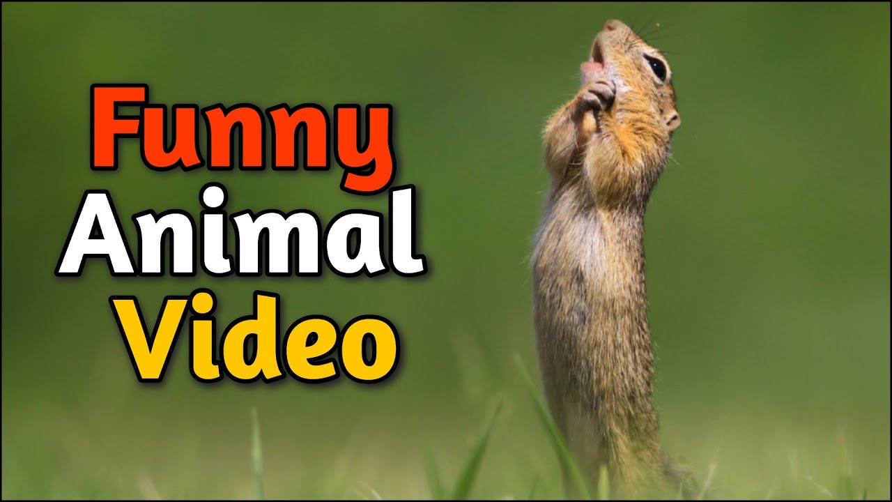 Funny Animal Video - YouTube
