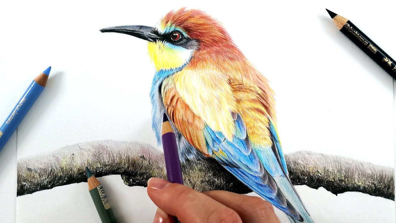 How to draw fuzzy feathers with Colored Pencils? REAL TIME - YouTube