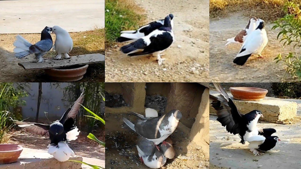 6 pair of beautiful pigeons 😍 my best 6 pigeon breeding pair ️ | All ...
