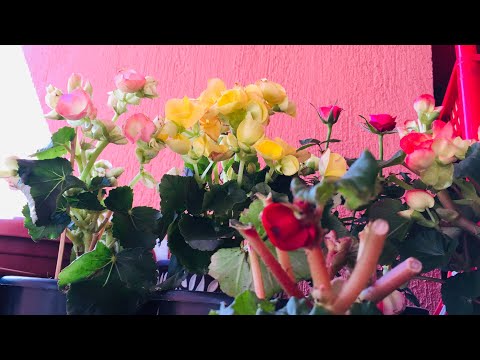 Balkon çiçeklerim çoğalıyor 🌺💐🥀 #begonya #yaprakgüzeli #sardunya #petunya #lisianthus #gül 🌹