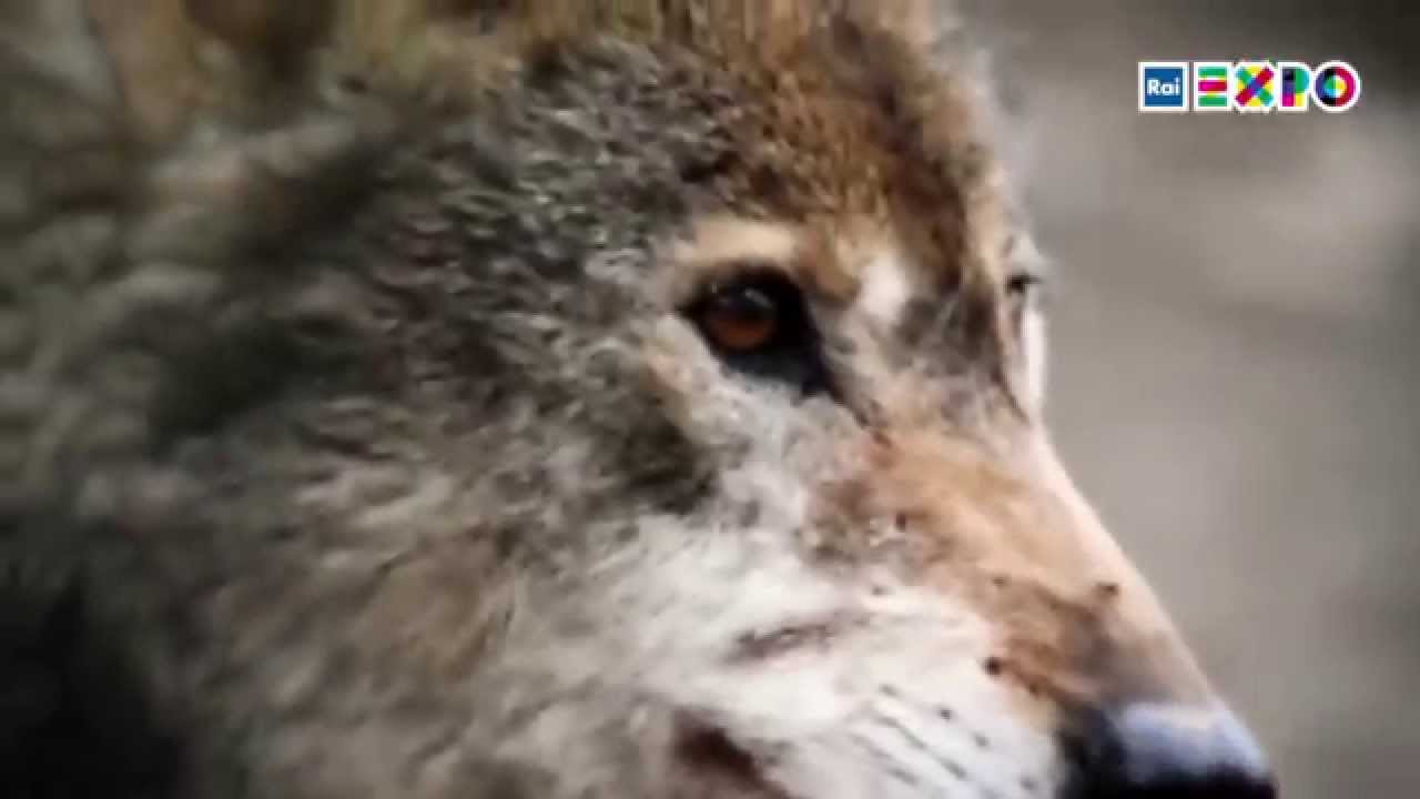 The wolf and the farmer - YouTube