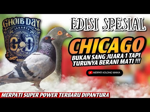 EDISI SPESIAL MERPATI TERCEPAT 2023 ‼ CHICAGO Team GHOIB DAY EVENT HONDA BRIO LAPAK LEGOK CLILE PKL