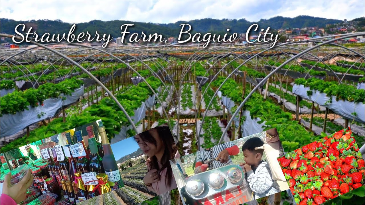STRAWBERRY FARM AT LA TRINIDAD BENGUET, BAGUIO CITY - YouTube