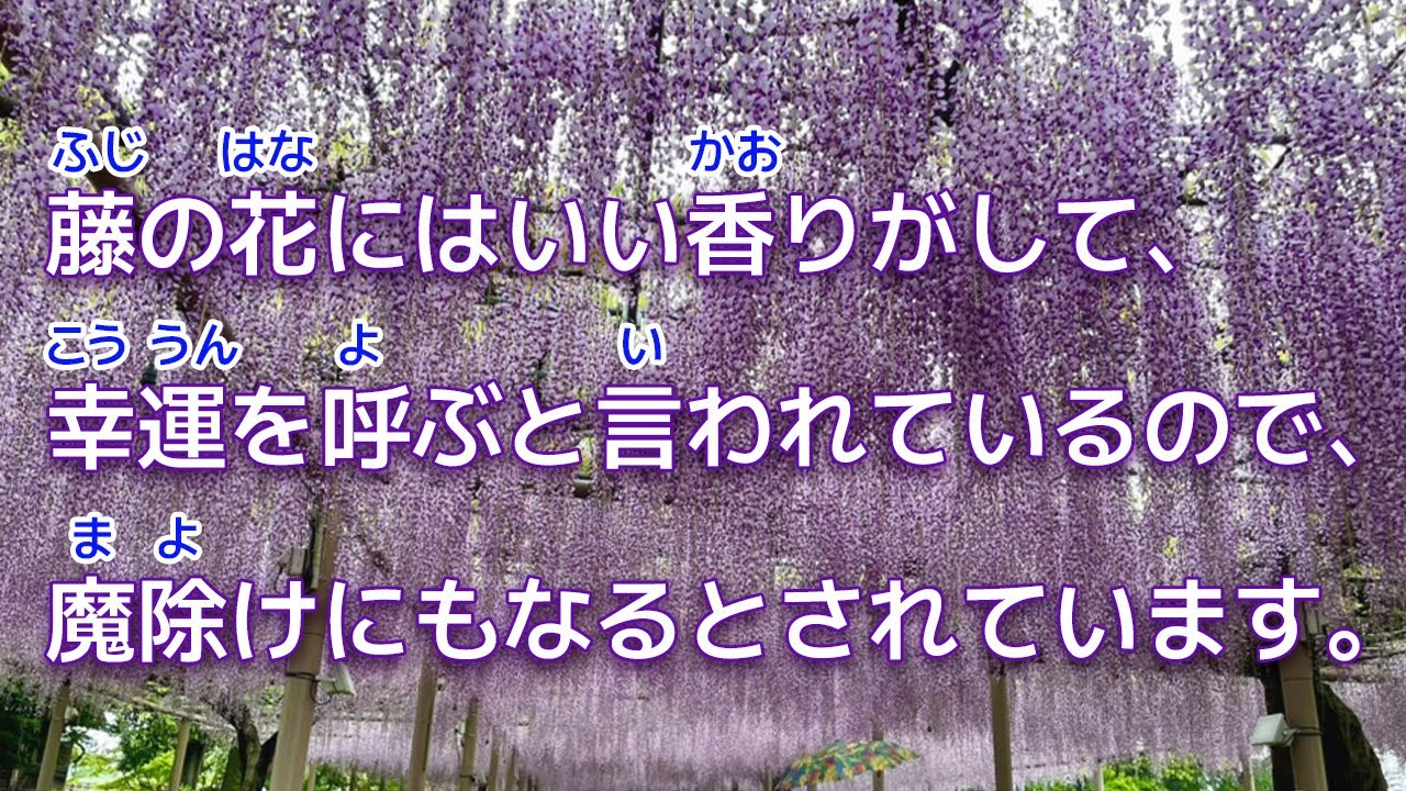 【日本文化】spring in japan｜wisteria flower｜kanji｜hiragana - YouTube