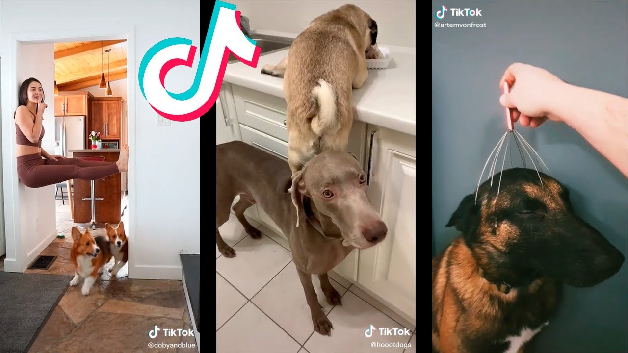 Tik Tok de Perros Chistosos | Funny Dogs 🐶🤣 - YouTube