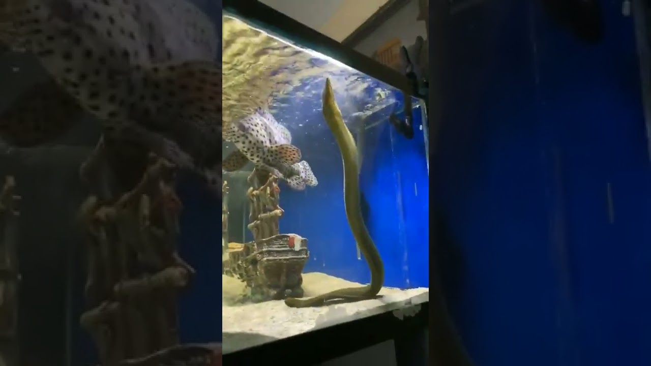 Large Green Moray Eel and Panther Grouper 265 gallon Aquarium - YouTube