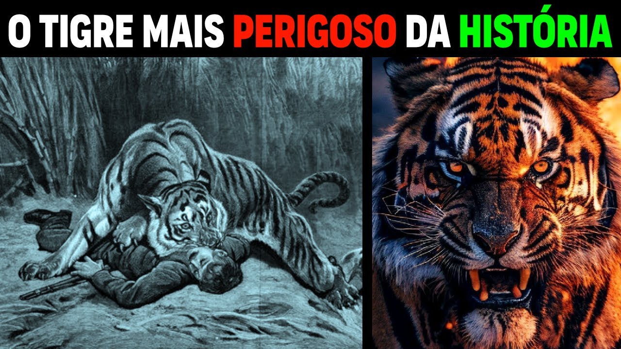 Tigre - NELLIGUDDE O TIGRE MAIS PERIGOSO DO MUNDO - YouTube