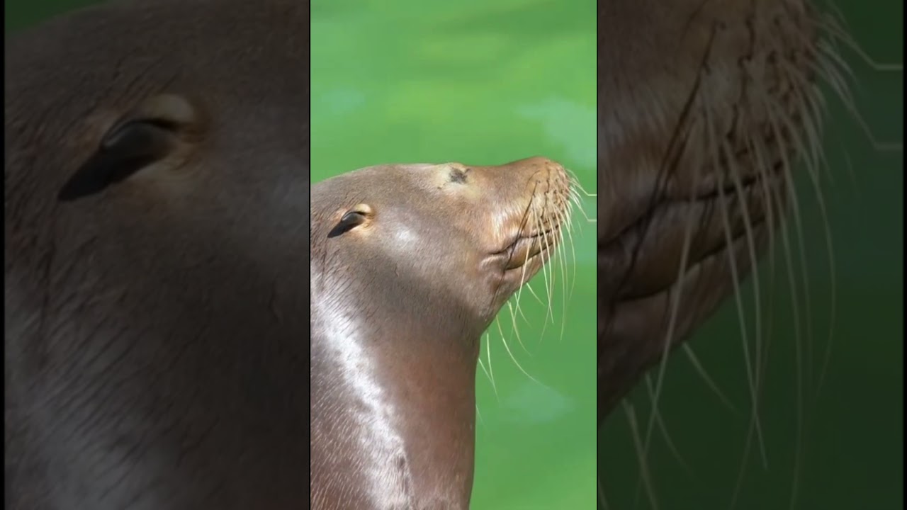 Seal mustache #youtubeshorts cute animals - YouTube