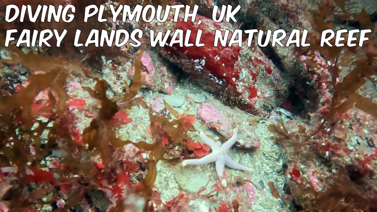 Diving Plymouth, UK - Fairy Lands Wall, A Natural Reef Teaming with ...