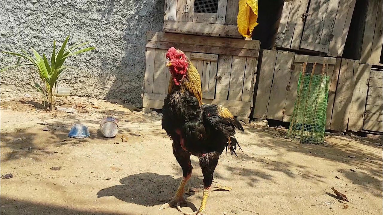 Kozhi paramaripu,kozhi valarpu ,sirandha veththukal seval, fighting ...