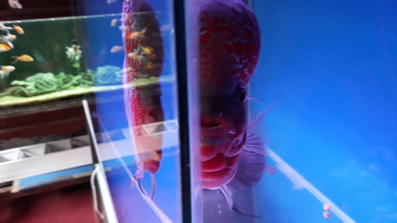 Flowerhorn super red dragon original from thailand - YouTube