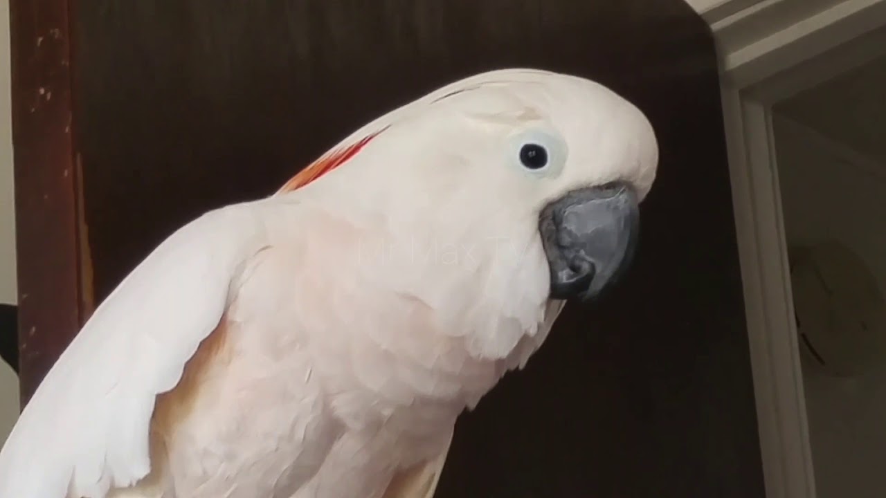 Bird Lips On The Door - YouTube