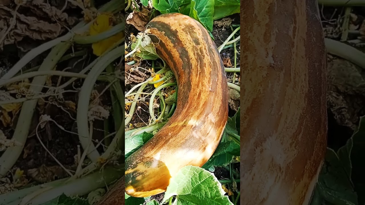 #kakadi#sabaji#new vedieo 2022# - YouTube