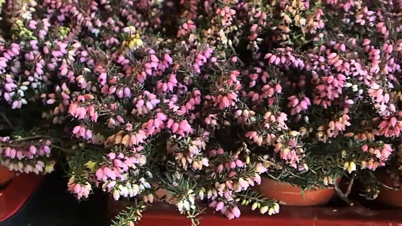 Erica gracilis - YouTube