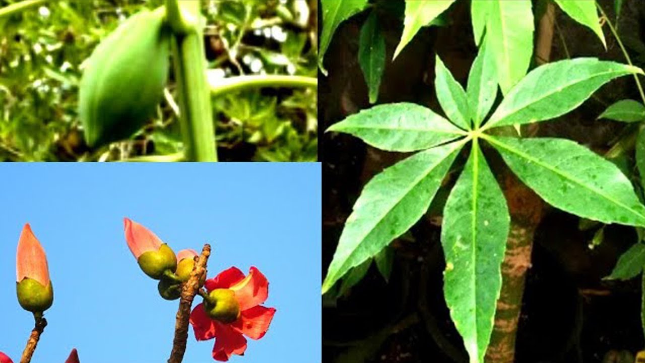 100 సంవత్సరాలు ఒక్క అనారోగ్యం కూడా రాకూడదు అంటే వెంటనే ఇలా చేయండి ...