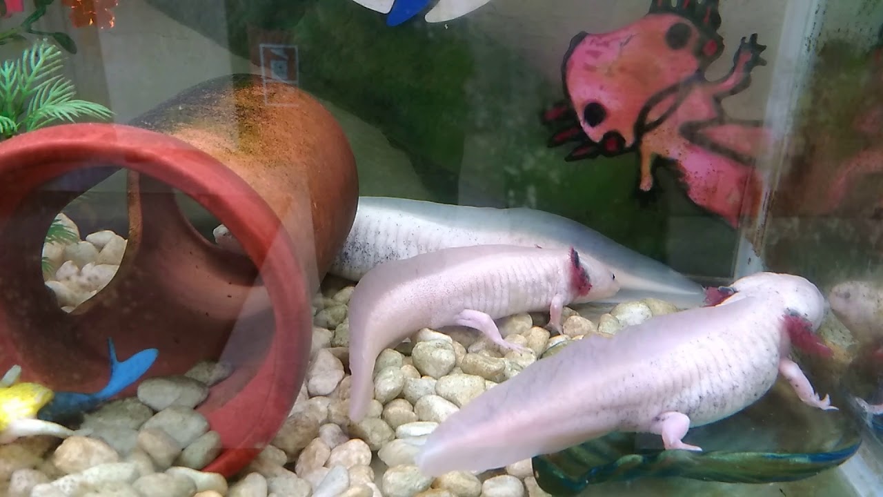 Mexican walking fish | Axolotl - YouTube