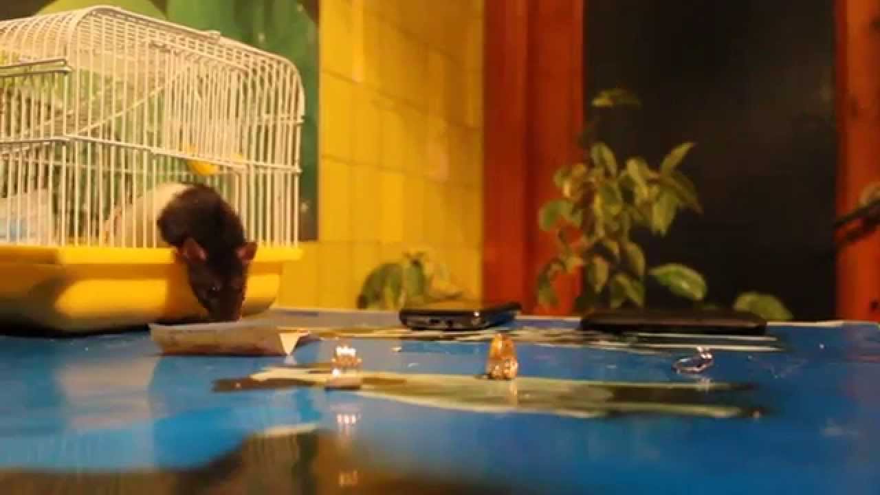 Крыса Маня ворует деньги и золото. rat stealing - YouTube
