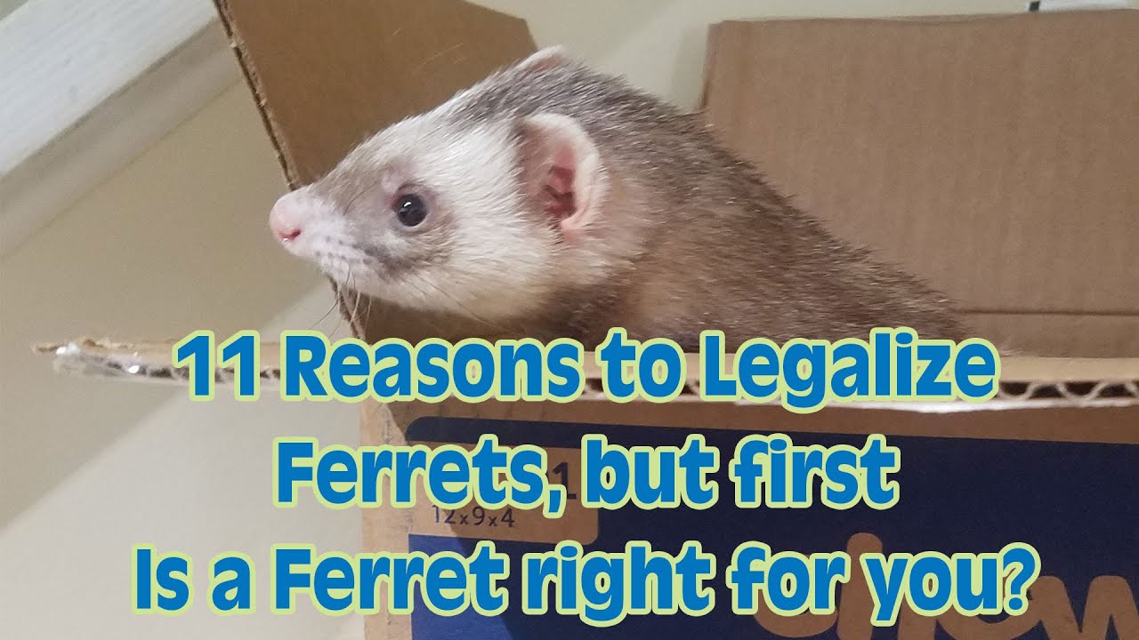 11 Reasons Ferret Should be Legalized - but first, should you even have ...