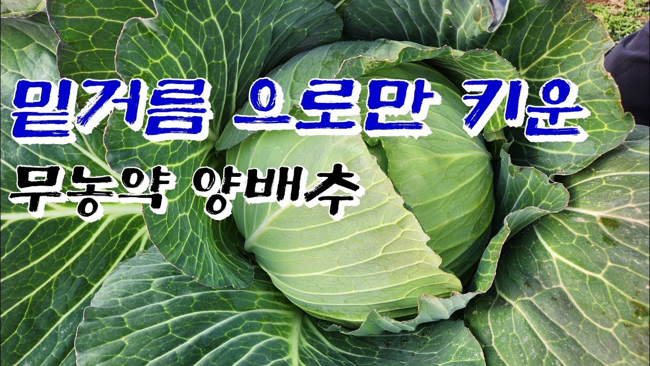 양배추 수확 ️무농약으로 키운 가을양배추 서리 내리기전 비닐을 씌우면 수확시기를 조금 늦춰 12월에도 수확 가능합니다 양배추효능 ️ 양배추무농약재배 Youtube