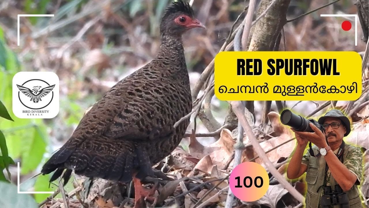 Red spurfowl | Galloperdix spadicea | ചെമ്പൻ മുള്ളൻകോഴി | Wild Birds ...