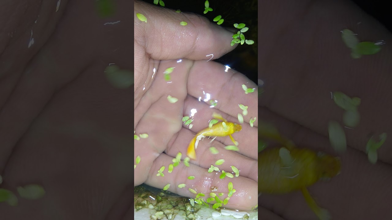 Full Gold Ribbon - YouTube