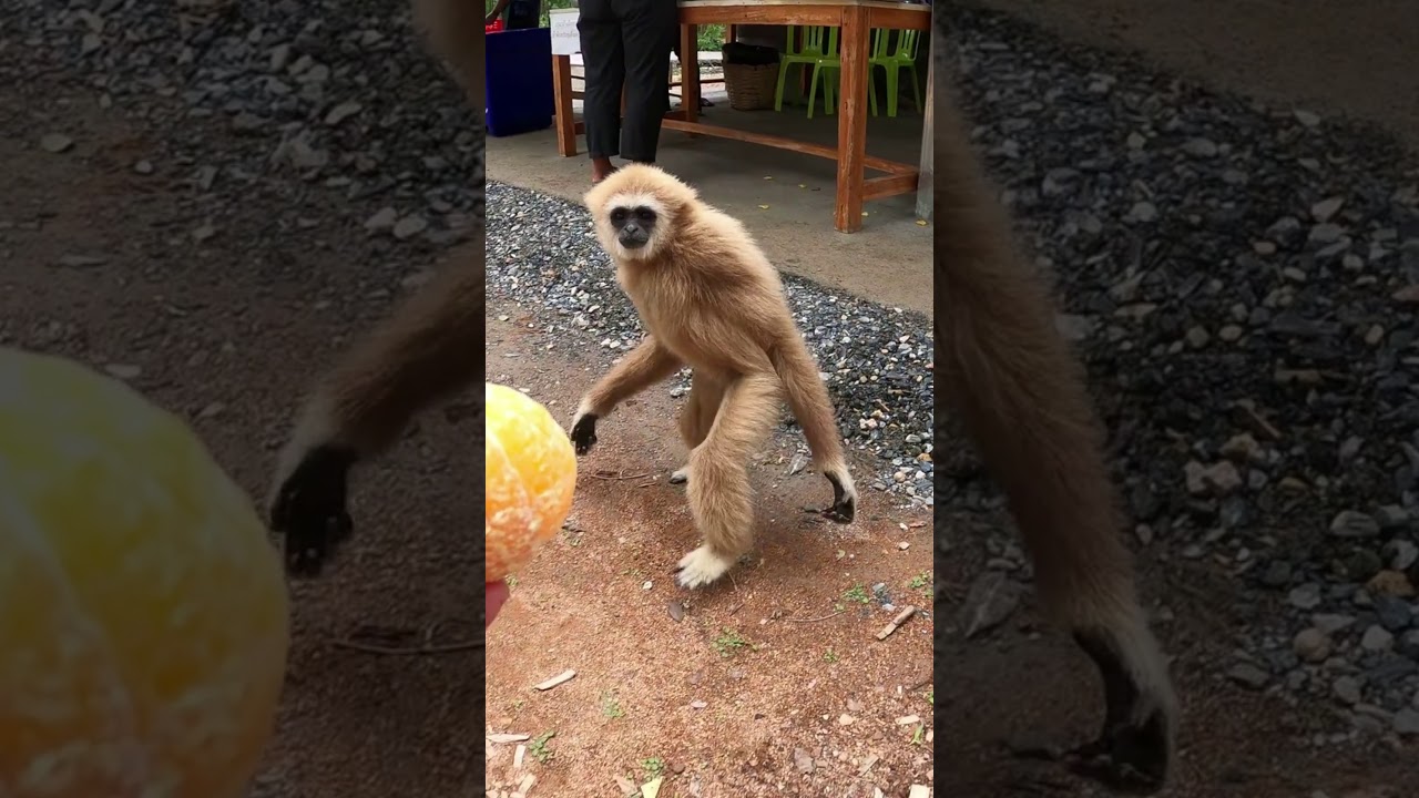Gibbons are funny 🐒🤩🙈🙊 - YouTube