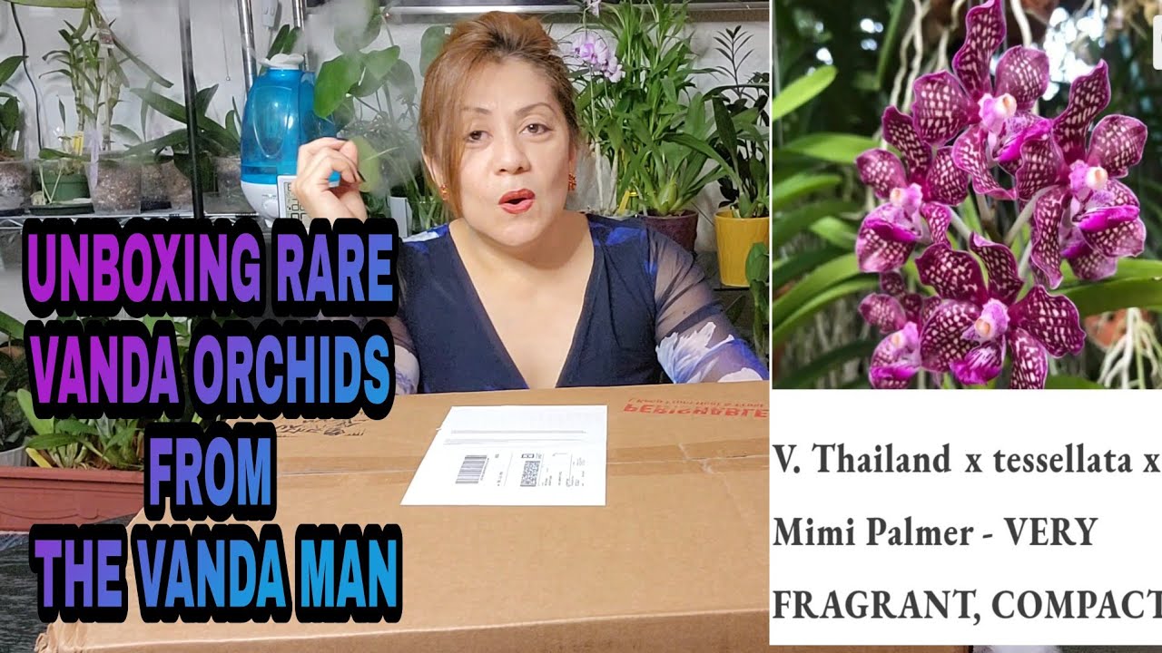 UNBOXING RARE HYBRID FRAGRANT VANDA ORCHIDS FROM FLORIDA THE VANDA MAN ...