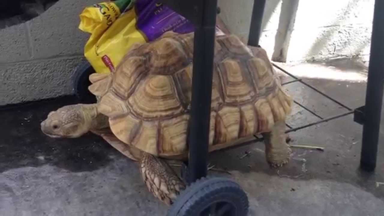 Sulcata tortoise climbs patio BBQ grill to fetch his toy ball - YouTube