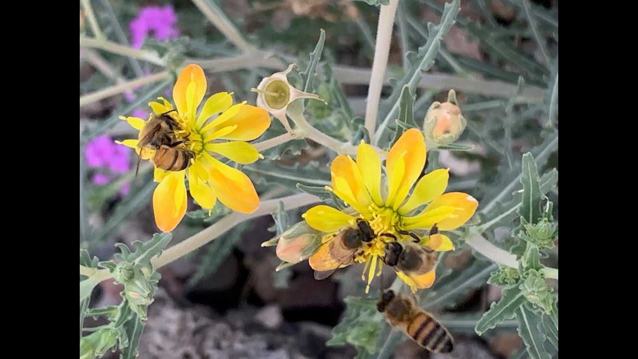 Southern Arizona - Planting for Pollinators - YouTube