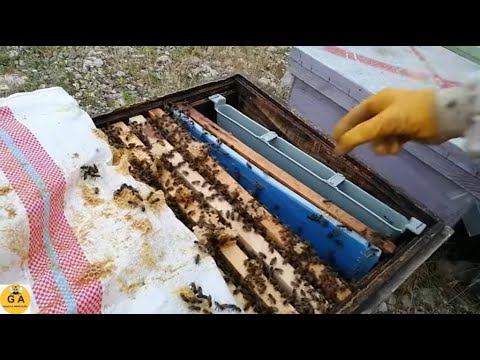 Saldırgan arıyı sakinleştirmenin yolu.beekeeping. Arıçılıq. arıcılık