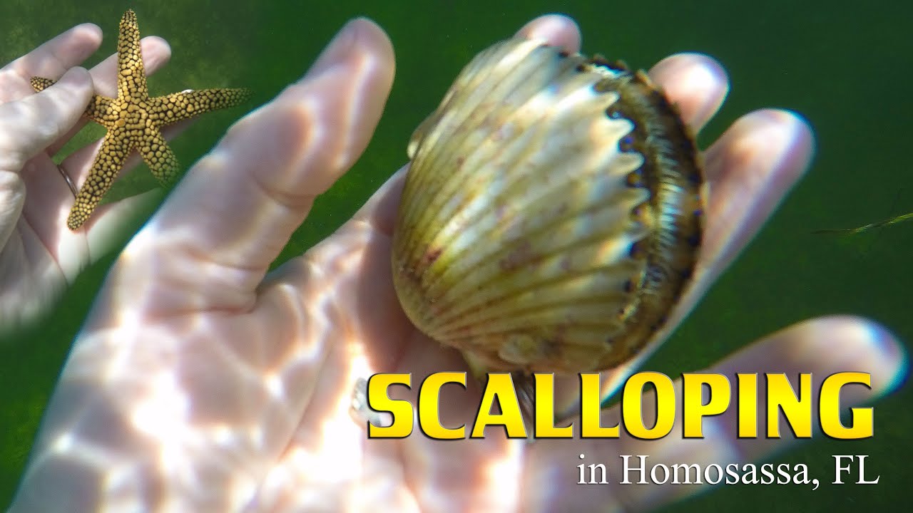 Scalloping in Homosassa, Florida August 13th, 2016 - YouTube