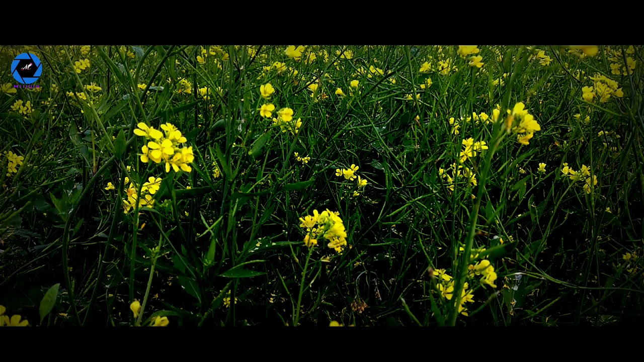 Nature (mustard field)! Cinematic flim - YouTube