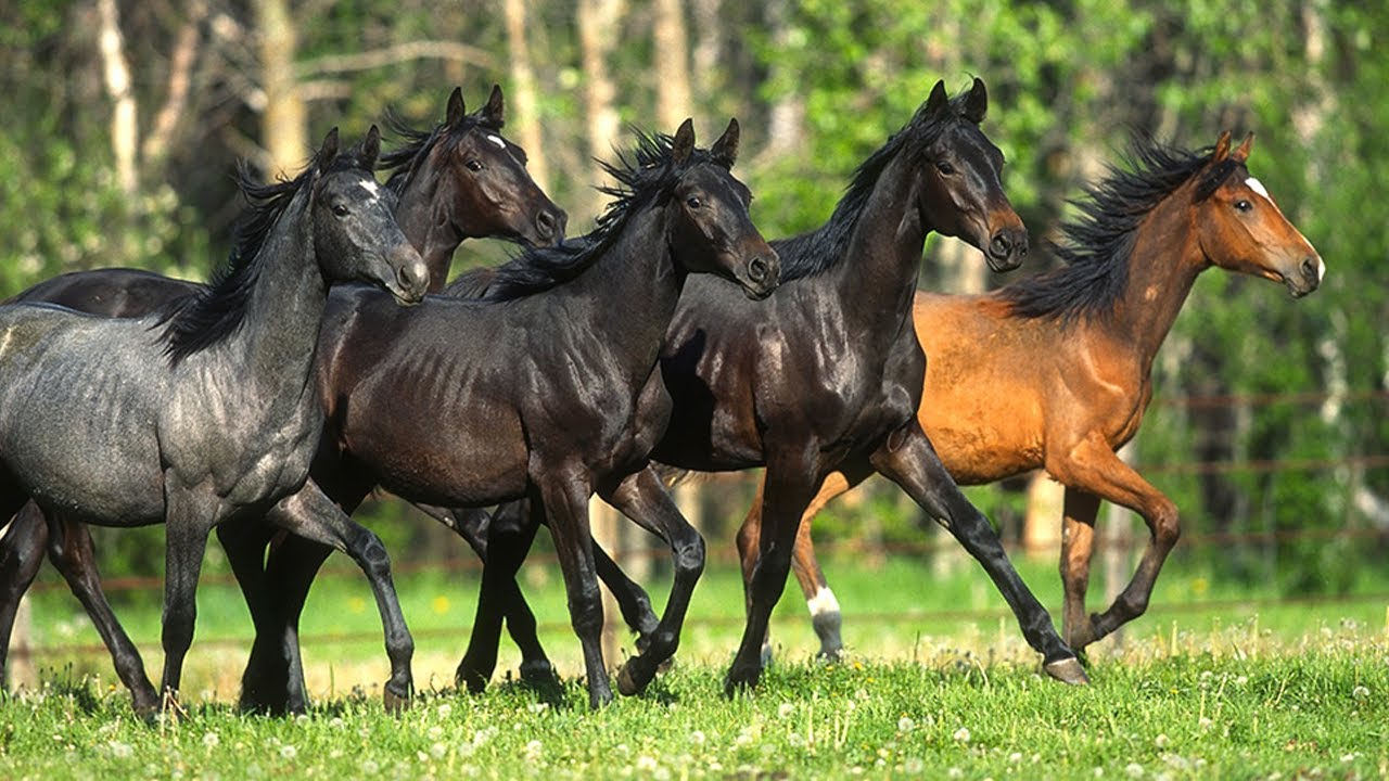 Amazing Facts About Trakehner Horse | Equestrian Farm Breeding # ...