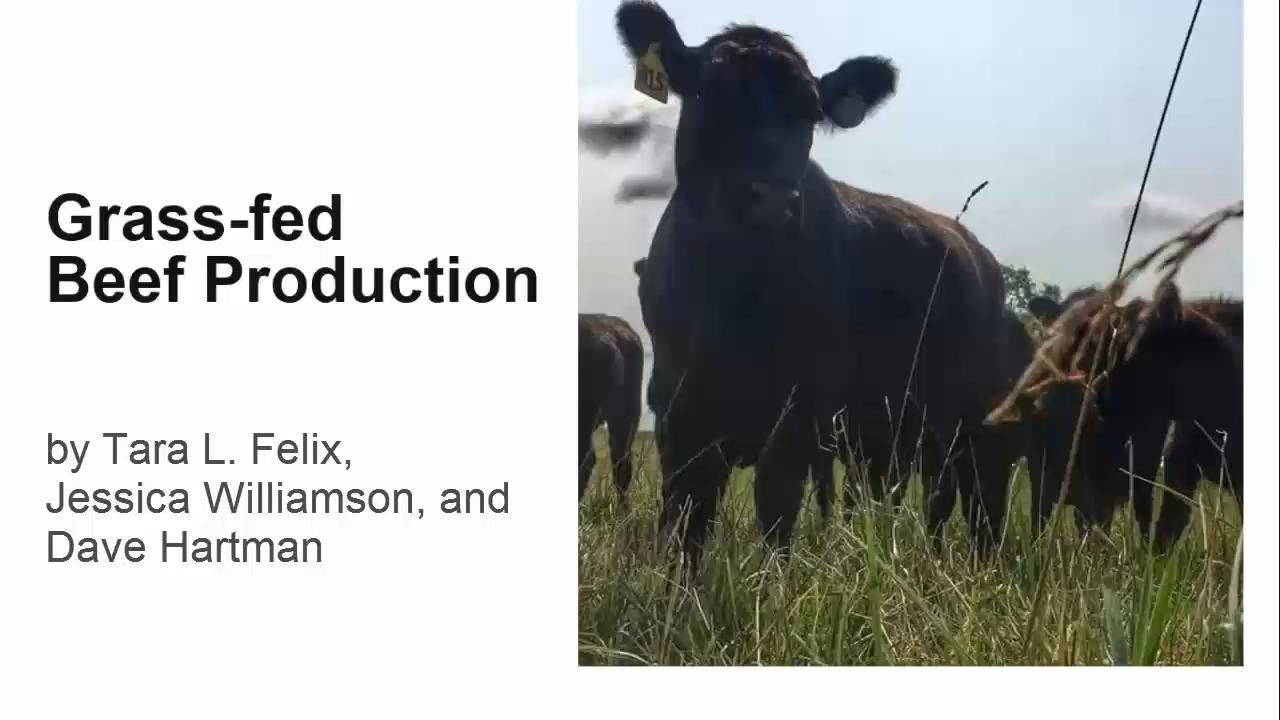 Grass-fed Beef Production - YouTube