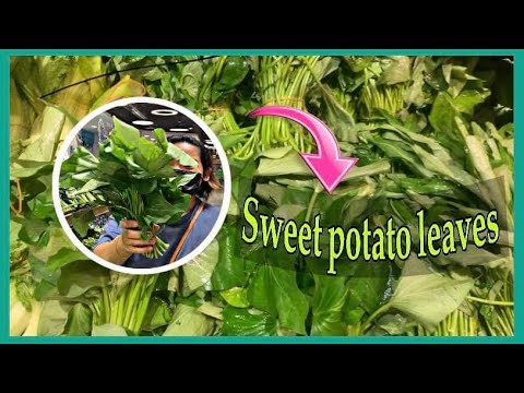 SWEET POTATO LEAVES || KAMOTE LEAVES || talbos ng kamote|| fresh ...