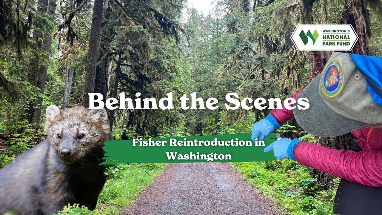 Fishy Business: Behind the Scenes of Fisher Reintroduction in ...