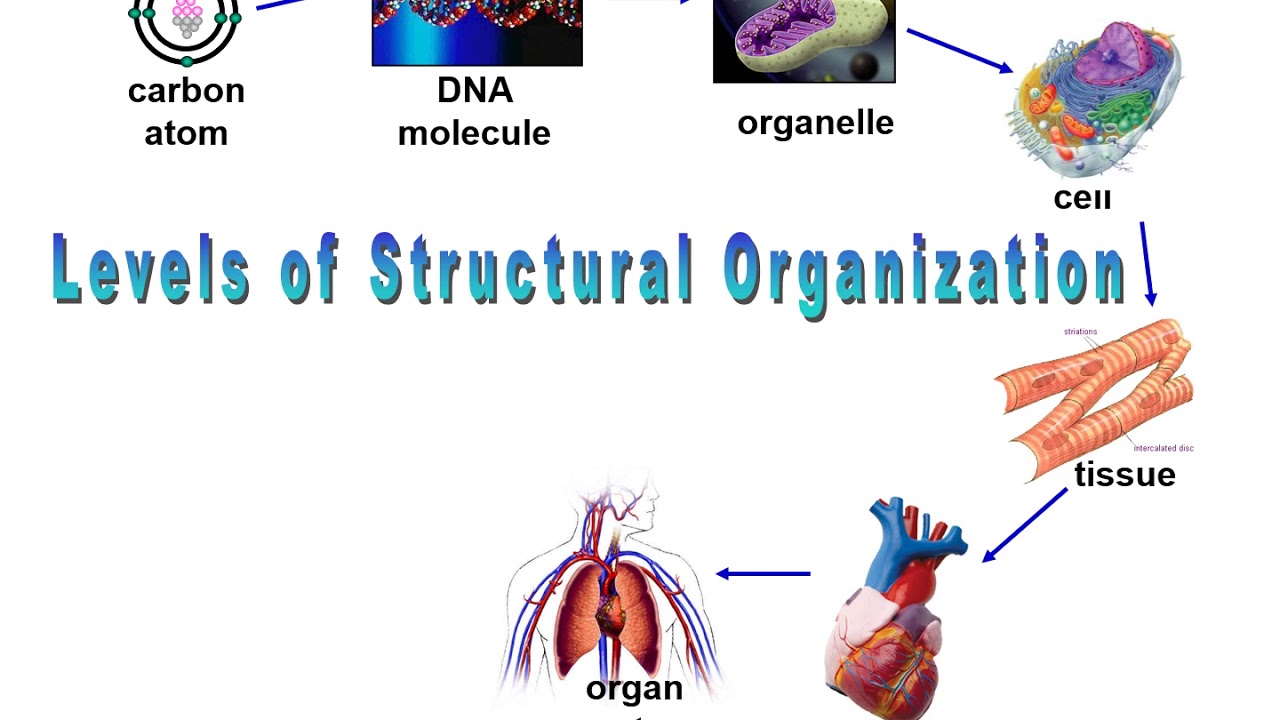 Intro To Anatomy And Physiology YouTube intro-to-anatomy-and-physiology-youtube