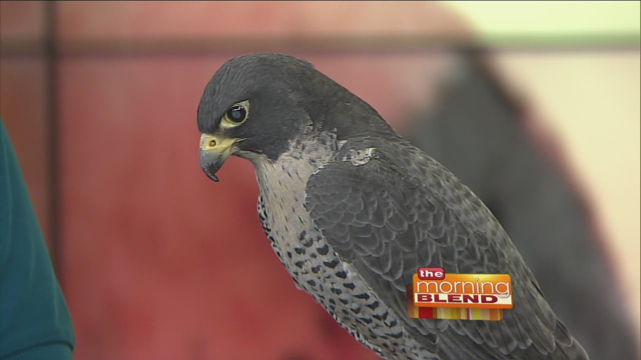 Extreme Raptor Day is Coming! - YouTube