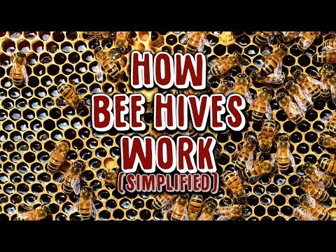 How Bee Hives Work (Simplified) - YouTube