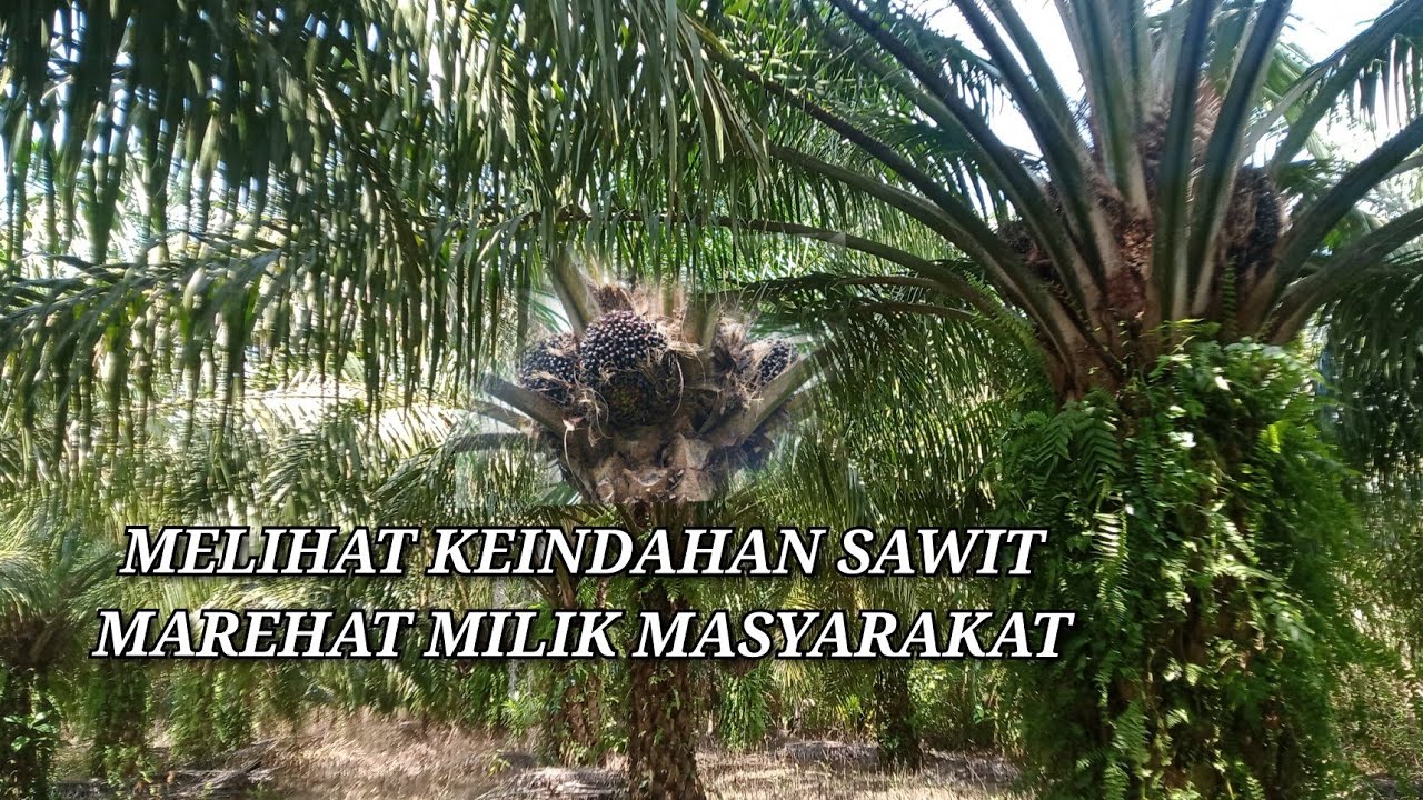 Sawit varietas Marihat | MANTUL BUAHNYA - YouTube